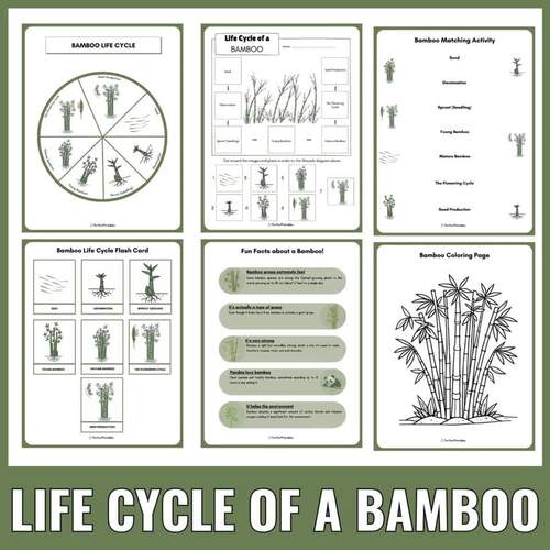 Bamboo Life Cycle Worksheet: Plant Science Unit Study & Fun Facts
