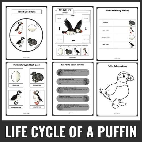 Life Cycle of a Puffin Worksheet | Seabird Unit Study & Fun Facts!