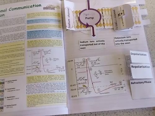 Biology Nervous System & Muscle Contraction Interactive Notebook / Foldable