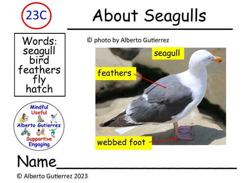 Read Aloud Video About Seagulls #23C by ALBERTO GUTIERREZ | TPT