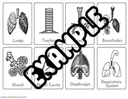 The Respiratory System /Lungs/ Montessori 3 Part Cards // Info Cards ...