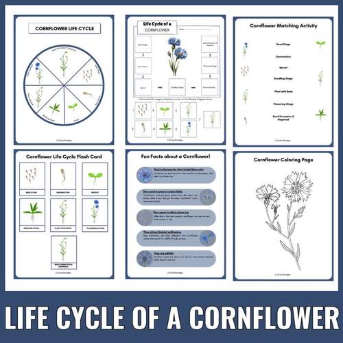 Cornflower Life Cycle Worksheet | Flowering Plant Science Unit Study ...