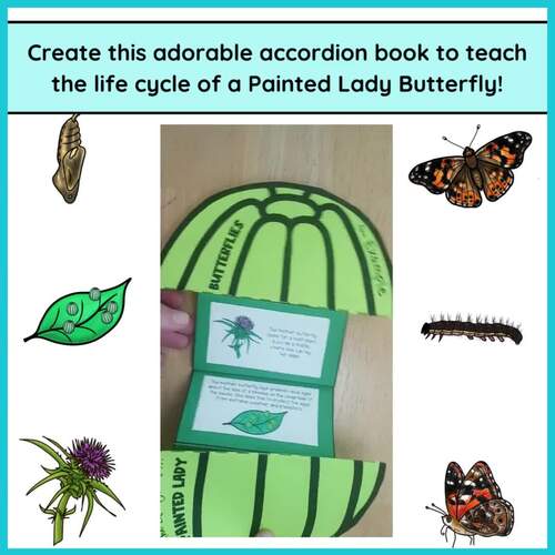 Painted Lady Butterfly Life Cycle | An Accordion Book for a Bug or ...