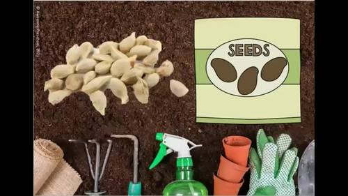 Guess the Seed – Interactive Science Game for Preschool and Kindergarten
