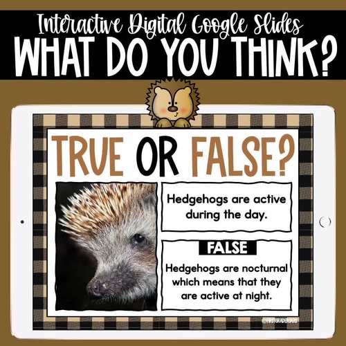 interactive hedgehog