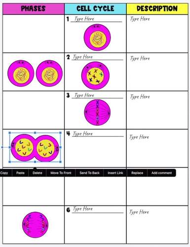 Cell Cycle & Mitosis - Interactive Google Slides by It's Teacher Bliss