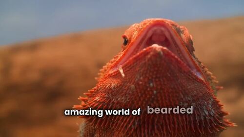 Bearded Dragons Fun Facts Video with Share What You Learned Worksheet