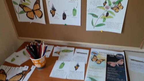 MONARCH BUTTERFLY Unit Study • MEGA Printable butterfly - anatomy, life ...