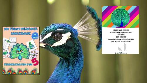 Peacock Life Cycle Activities | Animal Study Science Worksheets I Birds ...