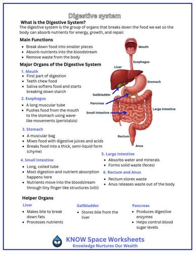 Human Digestive System Worksheet • Organs, Functions & Processes for ...