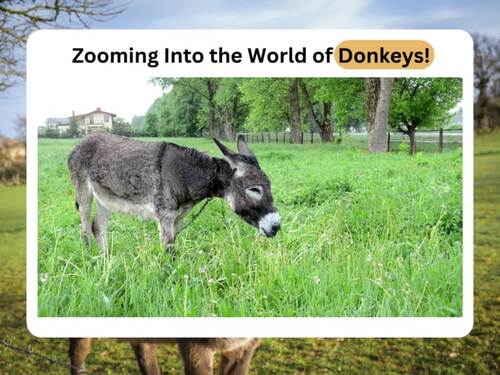 NO PREP All About Donkey Presentation, A Wild Animal Adventure 3rd-6th ...