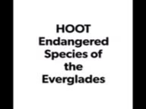 "Hoot" by Carl Hiaasen - Complete Novel Guide - printable BUNDLE