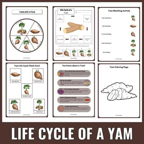 Yam Life Cycle: Root Vegetable Plant Science Unit Study & Fun Facts!