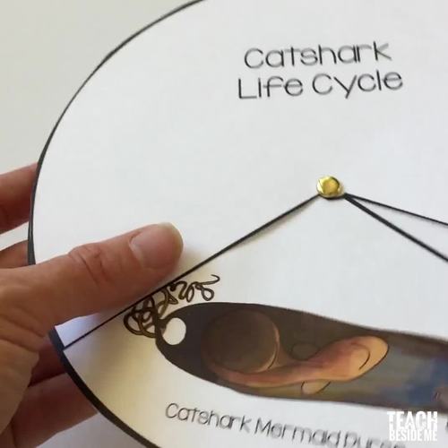 Shark Life Cycle Spinner by Karyn- Teach Beside Me | TPT