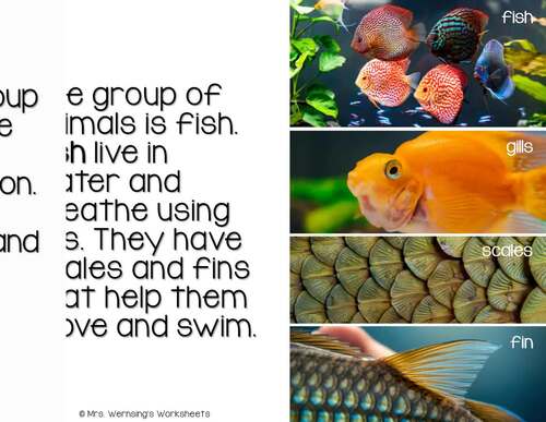 Animal Groups - Projectable Read-Aloud Lesson - KINDER SCIENCE | TPT