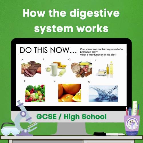 How the digestive system works (GCSE) by CMGs Science lessons | TPT