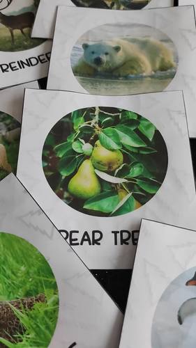 No prep christmas activity for science middle school: christmas food web