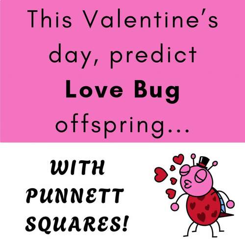 Valentine s Day Biology Activities Punnett Squares Genotype Phenotype ...