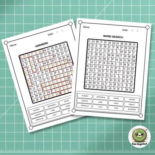 Human Kidney Anatomy Labeling | Urinary & Excretory System (No Prep)