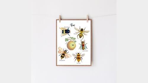 Nature Prints | Classroom Posters| Nature Decor by This Marvelous Life