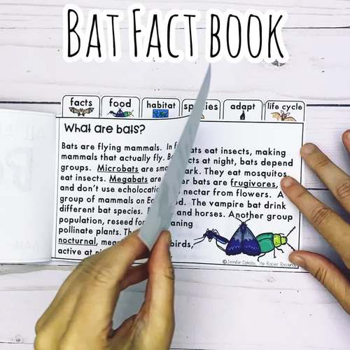 Bats | Nocturnal Animals | Mammals | Spooky Animals by The Rocket Resource