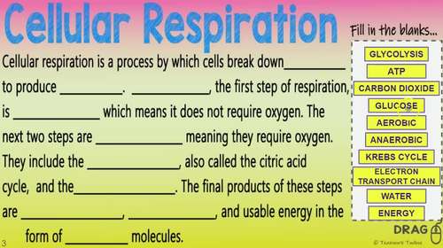 CELLULAR RESPIRATION ~Interactive Digital Resource for Google Slides~