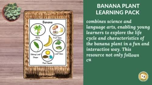 Parts of a Banana Plant Life Cycle: Montessori 3 Part Cards Blackline ...