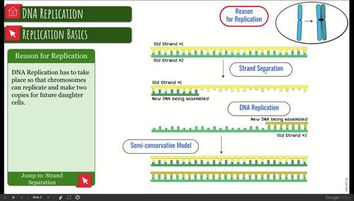 DNA Replication Interactive Diagram by Science With Mrs Lau | TPT