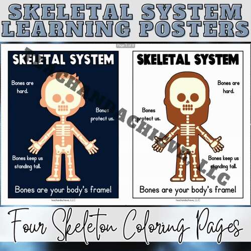 Skeleton Skeletal System Anatomy Posters, Bones Human Body System Posters