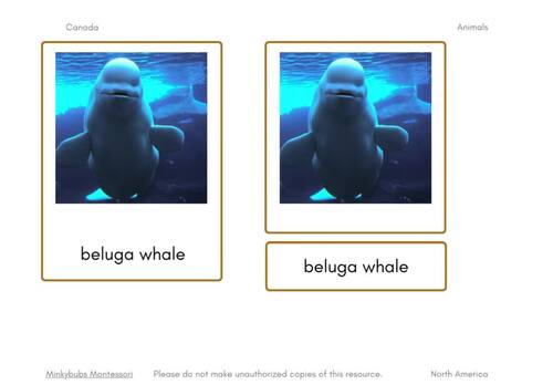 Animals and Plants of Canada Canadian Flora and Fauna 3 Part Cards