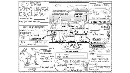 The Nitrogen Cycle Doodle Notes & Quiz by Black-Eyed Susan Science