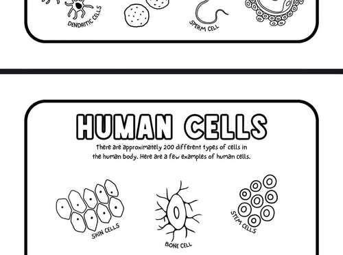 Human Body Systems, Types of Cells Coloring Page, Anatomy Biology ...