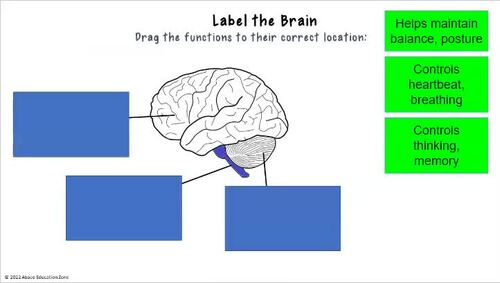 Nervous System Drag and Drop Activity by Abaco Education Zone | TPT