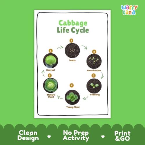 Cabbage Life Cycle Activity Worksheet Plant Science Gardening Real Photos