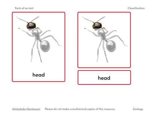 Ant 3 Part Cards Definitions and Nomenclature Insect Anatomy Montessori