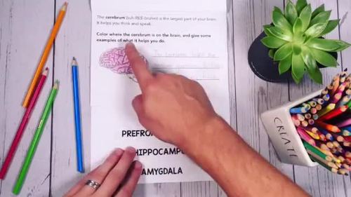 Your Fantastic Elastic Brain Growth Mindset Flip Book | TPT