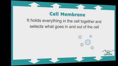 Cell Membrane Overview - Slides & Student Notesheet by Bio Central