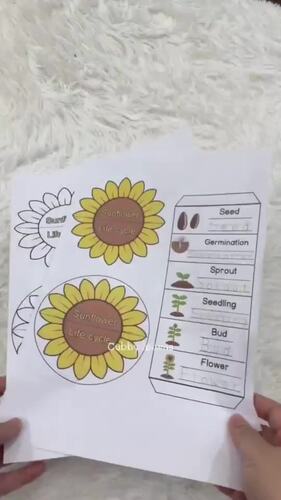 Sunflower Life Cycle Craft | Spring Foldable Science Activity by CUBBY ...