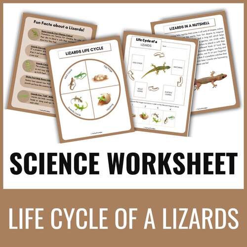 Life Cycle of a Lizards Worksheets | Reptiles Unit Study With Fun Facts!