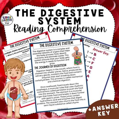 The digestive system Reading Comprehension Worksheet | Body Systems ...