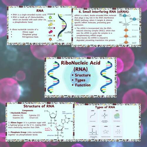 Molecular Biology: RNA structure and function TpT Notes | TPT