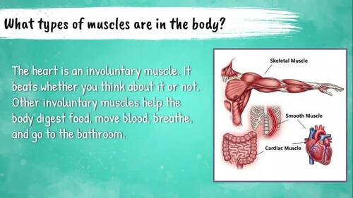 Nervous & Musculoskeletal Systems Google Slides with Pear Deck and ...