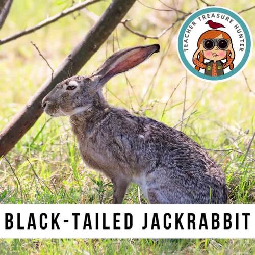 black-tailed jackrabbit information page for desert animal research report
