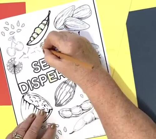SEED DISPERSAL TYPES COLORING PAGES-Discussion Starters by Science by Sinai
