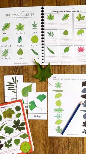 Leaves unit study, Leaf anatomy, Three-part cards, Montessori materials
