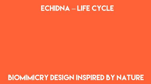 Echidna Life Cycle Project | Biomimicry Design Activities | Nonfiction