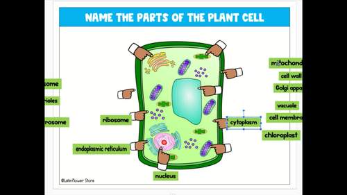Animal and Plant Cell Digital Activities by Latinflower Lessons