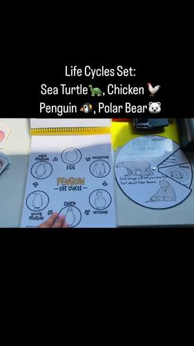 Life Cycle Wheel Activity by SPEDucation Adaptation | TPT