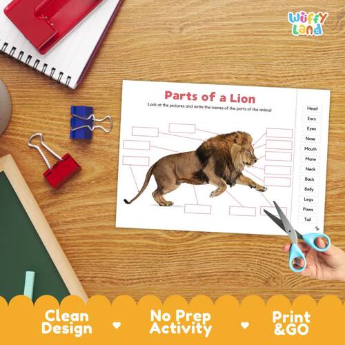 Parts of a Lion Anatomy Poster | Wild Animal Labeling Activity Biology ...