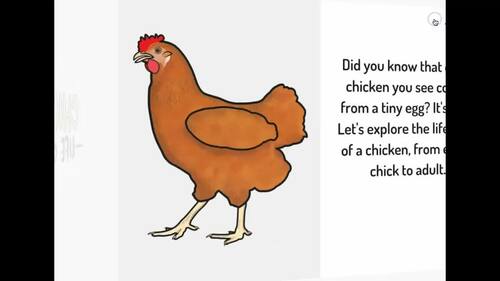 Chicken Life Cycle Boom Cards™ - Language Activities by Pear Tree Speech
